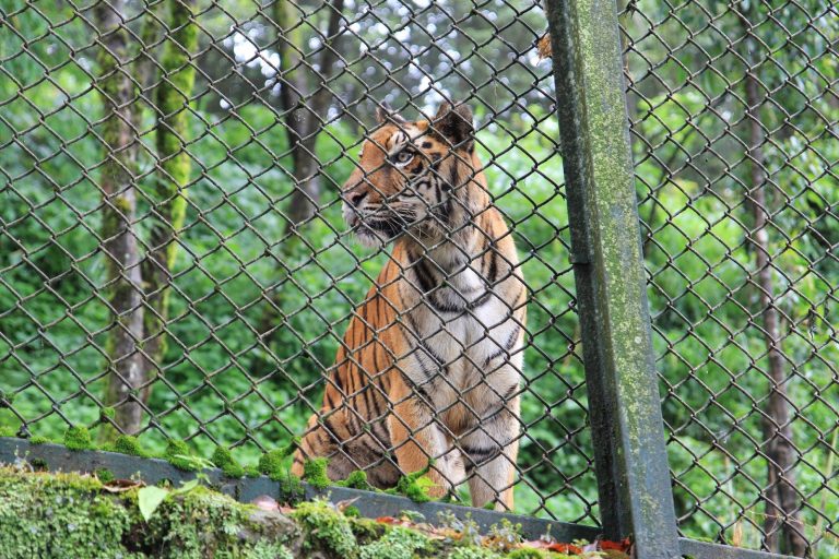 8 Places you must Visit in Darjeeling, Things to do in Darjeeling