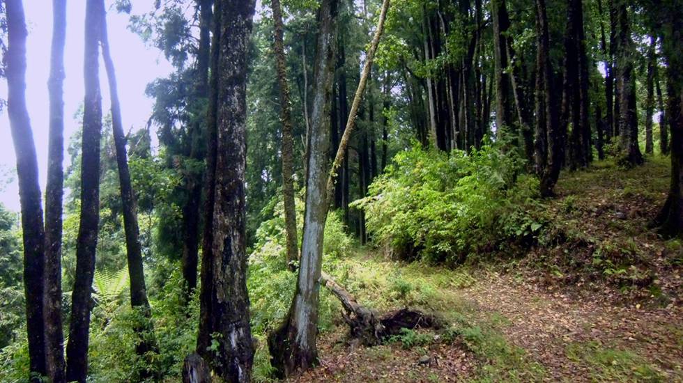 Pedong in Kalimpong - Travel Guide, Sightseeing Places to Visit in Pedong
