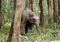 Sukna Forest Siliguri, Places to visit in Sukna, Sukna, Picnic spot ...