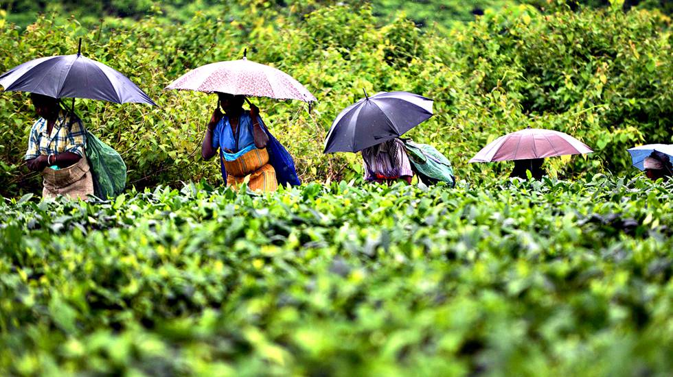 Binnaguri Tea Estate, Binnaguri, Tourist places near Binnaguri ...