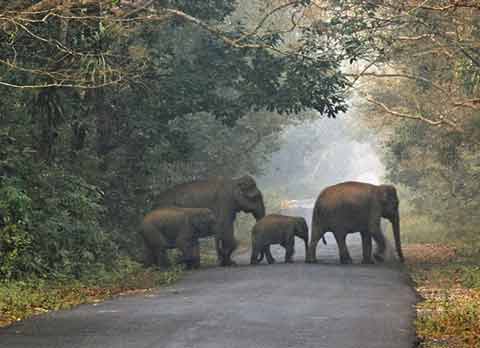 Dooars - A Complete Tour & Travel Guide by North Bengal Tourism