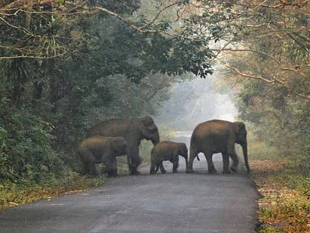 Dooars - A Complete Tour & Travel Guide by North Bengal Tourism