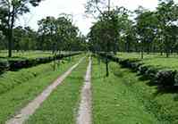Banarhat Tea Estates, Tea estate in Jalpaiguri, Distance between ...