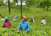Nagrakata Tea Estate, Nagrakata Railway Station, Nagrakata in ...
