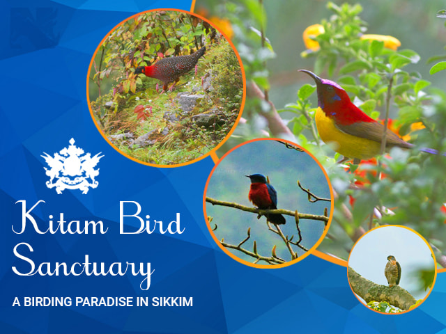 Kitam Bird Sanctuary, Kitam Village in Sikkim | North Bengal Tourism