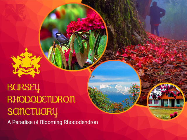 Barsey in Sikkim- Rhododendron Sanctuary of Varsey | North Bengal Tourism