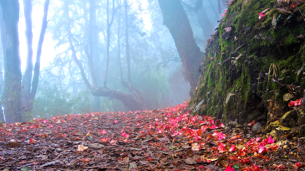 Barsey in Sikkim - Offbeat destination in Sikkim | North Bengal Tourism