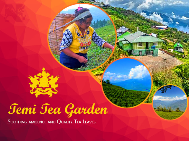 Temi Tea Garden, Temi Tea Estate- Images, Booking, Hotel, Resorts of ...